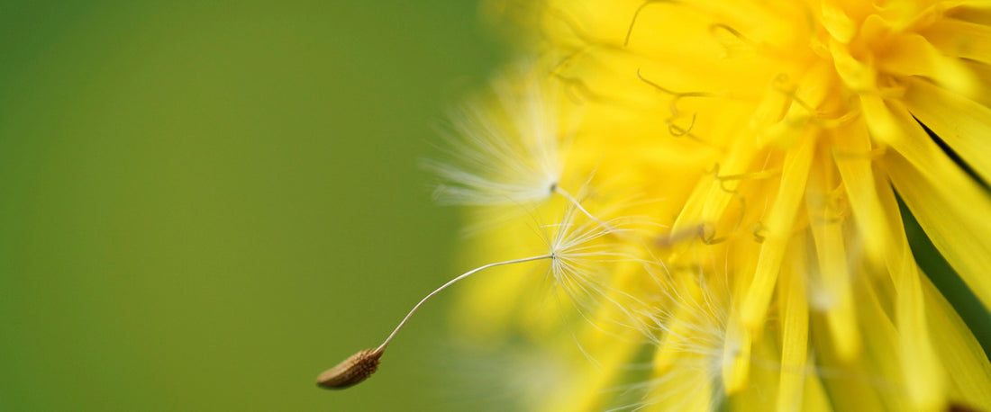 Natural Health Supplements For Wellness Support – Page 5 – BioPure US