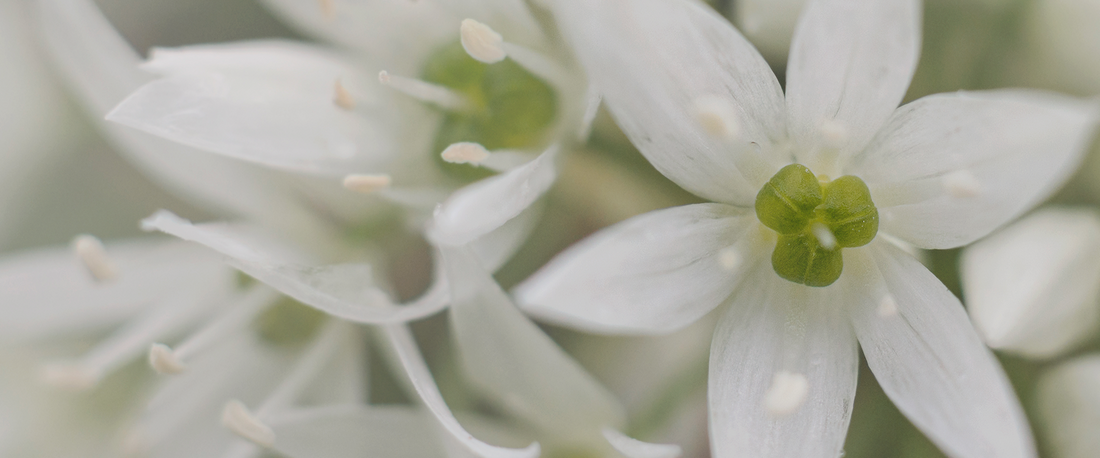 Botanicals – Page 4 – BioPure US